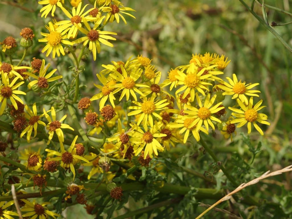 Ragwort Problems? How to Control & Kill This Poisonous Plant