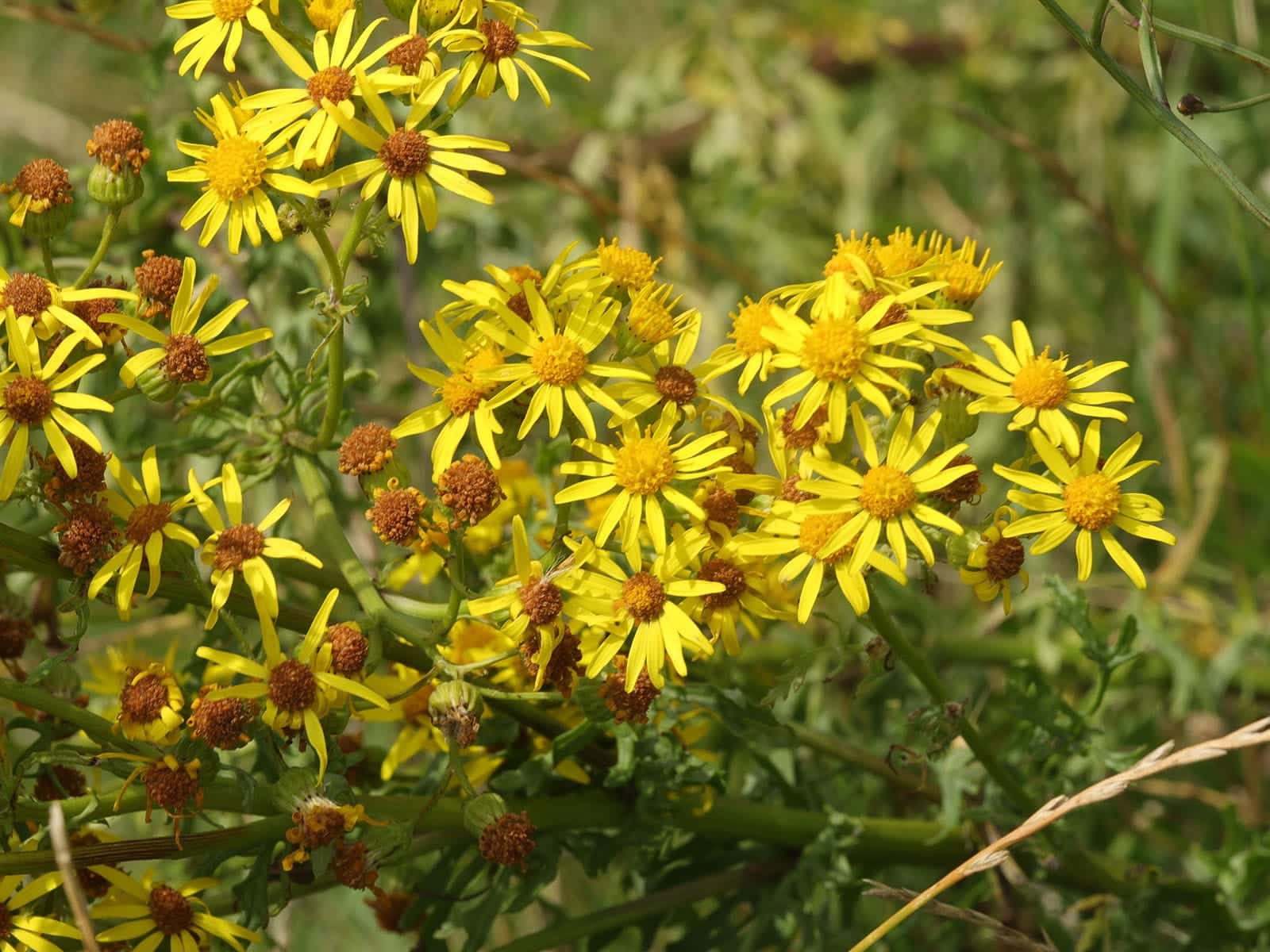Ragwort Problems? How to Control & Kill This Poisonous Plant
