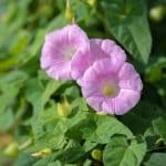 Killing Bindweed : Easy & Permanent Eradication Methods