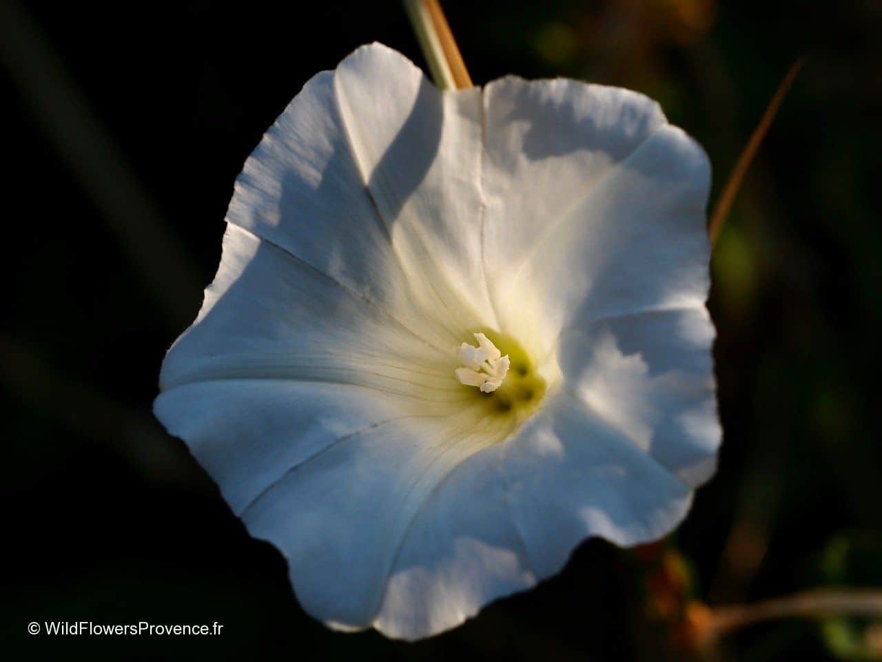 Killing Bindweed : Easy & Permanent Eradication Methods