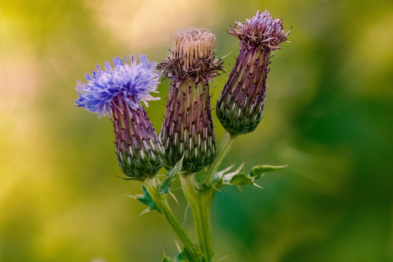 Killing Thistles & Their Roots (Easiest Ways to do it)