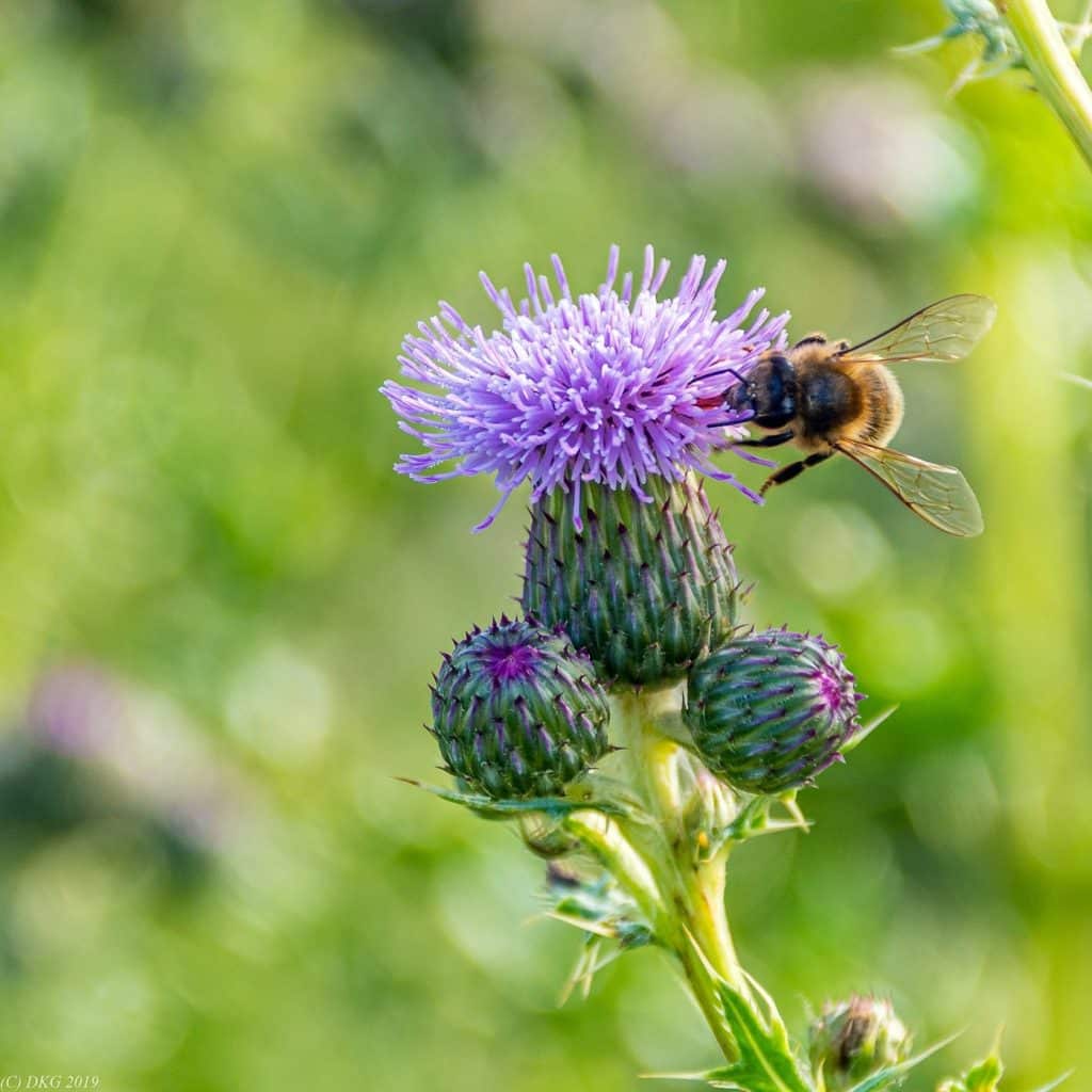 Killing Thistles & Their Roots (Easiest Ways to do it)