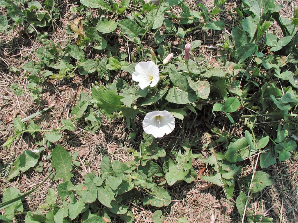 Killing Bindweed : Easy & Permanent Eradication Methods