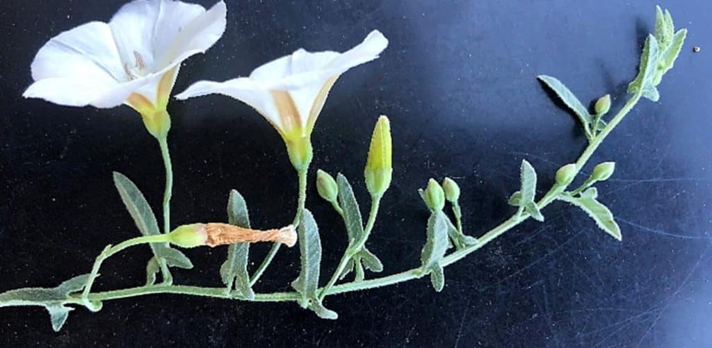 Killing Bindweed : Easy & Permanent Eradication Methods