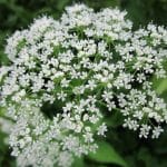 How to Kill Ground Elder Permanently Get Rid of Ground Elder