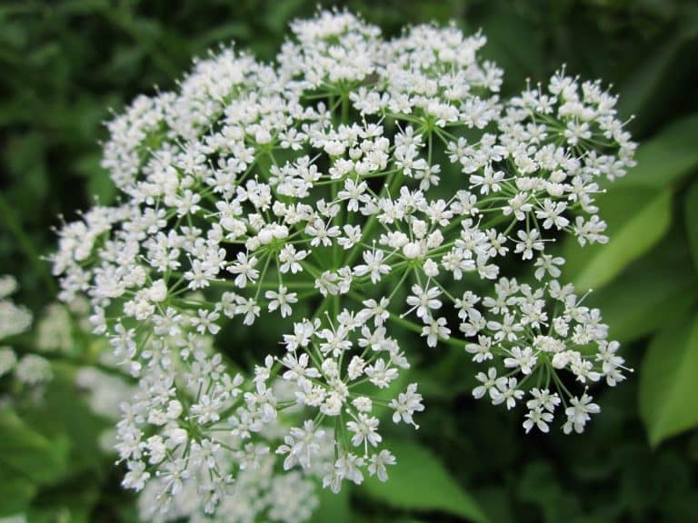 How to Kill Ground Elder Permanently Get Rid of Ground Elder
