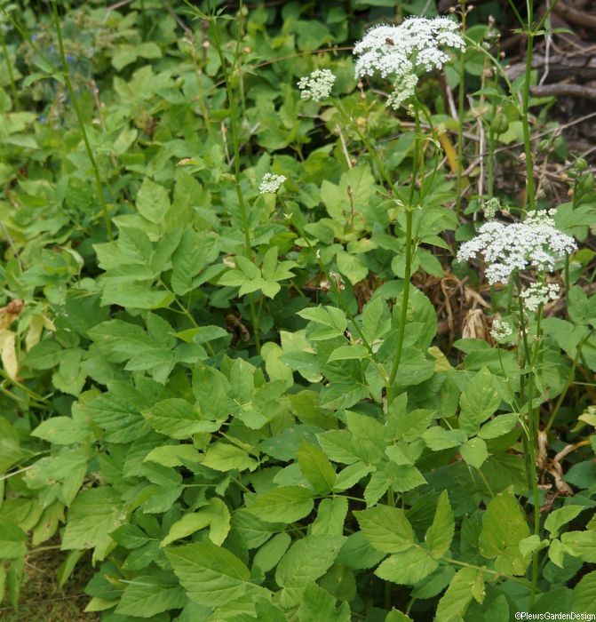 How to Kill Ground Elder Permanently Get Rid of Ground Elder