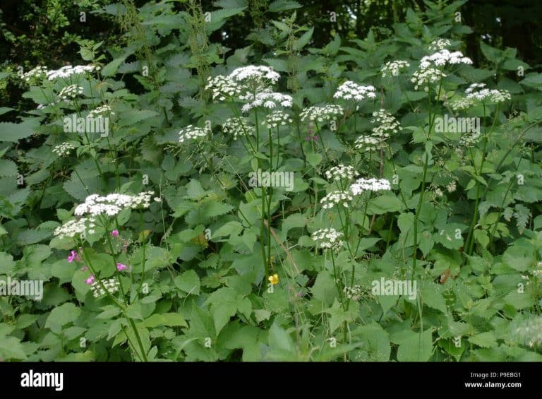 How to Kill Ground Elder Permanently Get Rid of Ground Elder