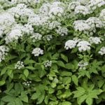Killing Ground Elder : The Easy Way or the Hard Way? You Decide!