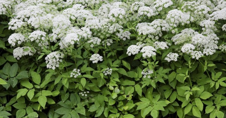How to Kill Ground Elder Permanently Get Rid of Ground Elder