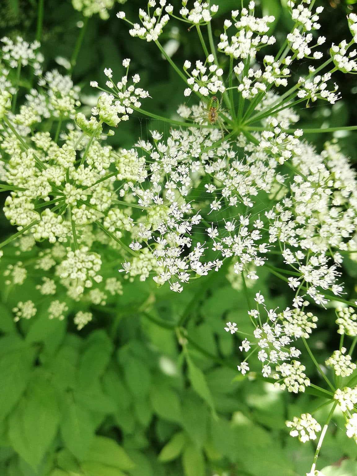 How to Kill Ground Elder Permanently Get Rid of Ground Elder