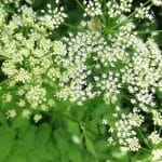 Killing Ground Elder : The Easy Way or the Hard Way? You Decide!
