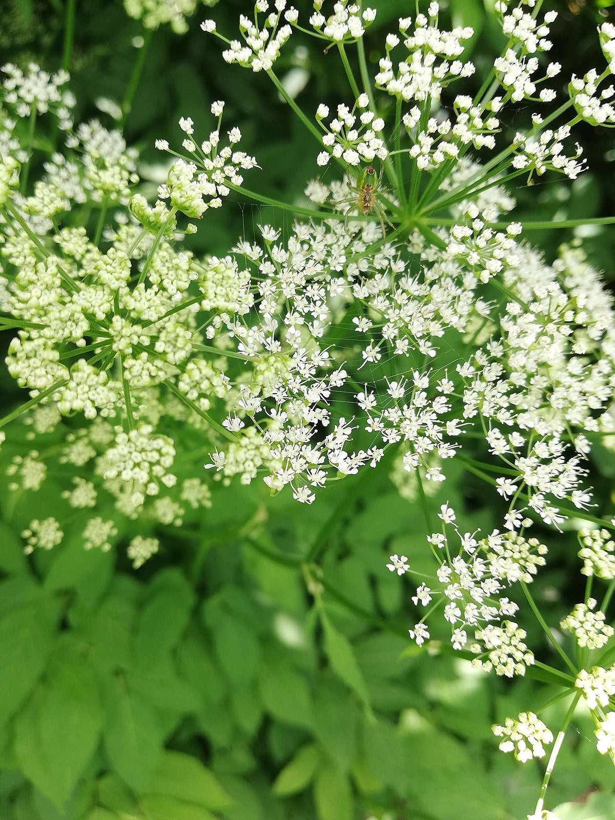Killing Ground Elder : The Easy Way or the Hard Way? You Decide!