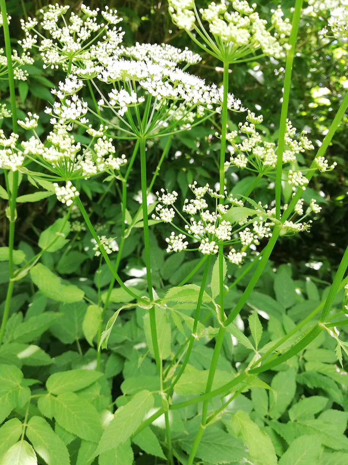 How to Kill Ground Elder Permanently Get Rid of Ground Elder