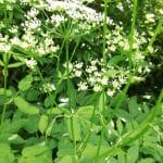 Killing Ground Elder : The Easy Way or the Hard Way? You Decide!