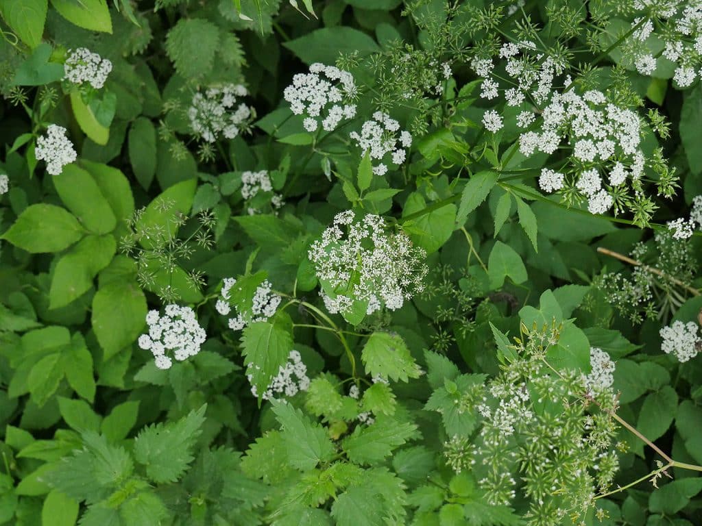 Killing Ground Elder : The Easy Way or the Hard Way? You Decide!