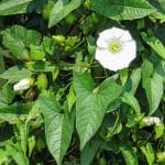 Killing Bindweed : Easy & Permanent Eradication Methods