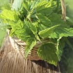 Nettle Killers: Get Rid of Stinging Plants (Forever) Naturally or?