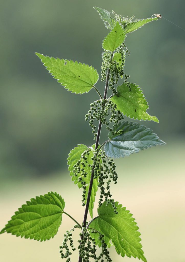 Nettle Killers: Get Rid of Stinging Plants (Forever) Naturally or?