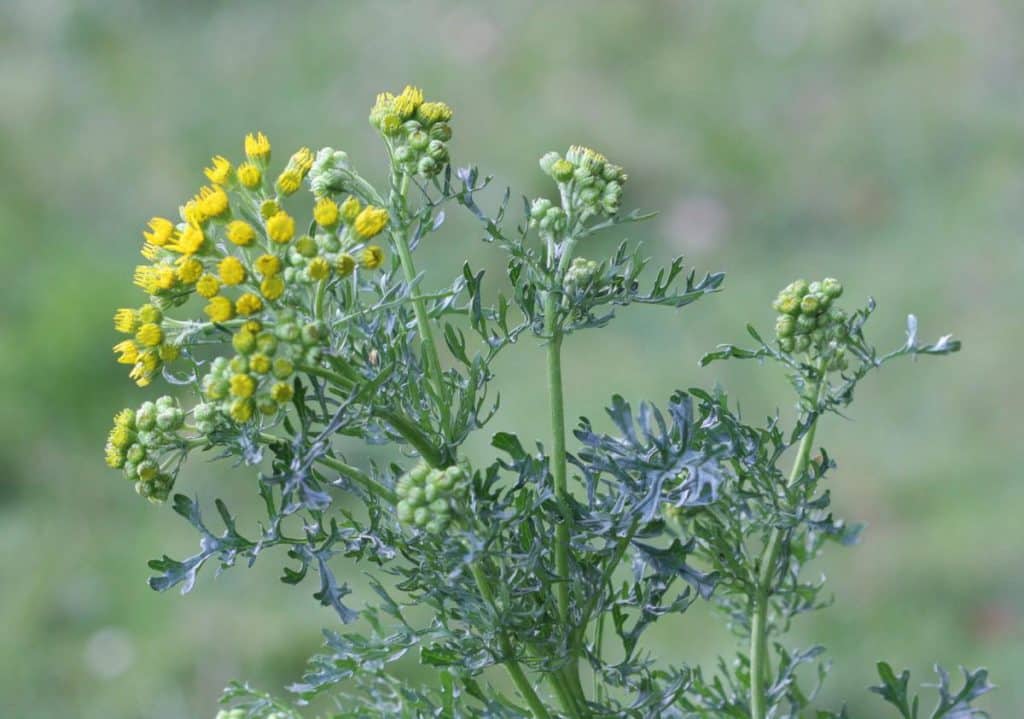 Ragwort Problems? How to Control & Kill This Poisonous Plant