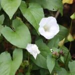 Killing Bindweed : Easy & Permanent Eradication Methods
