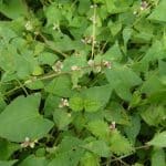 Killing Bindweed : Easy & Permanent Eradication Methods