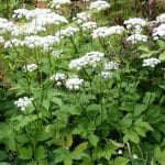 Killing Ground Elder : The Easy Way or the Hard Way? You Decide!