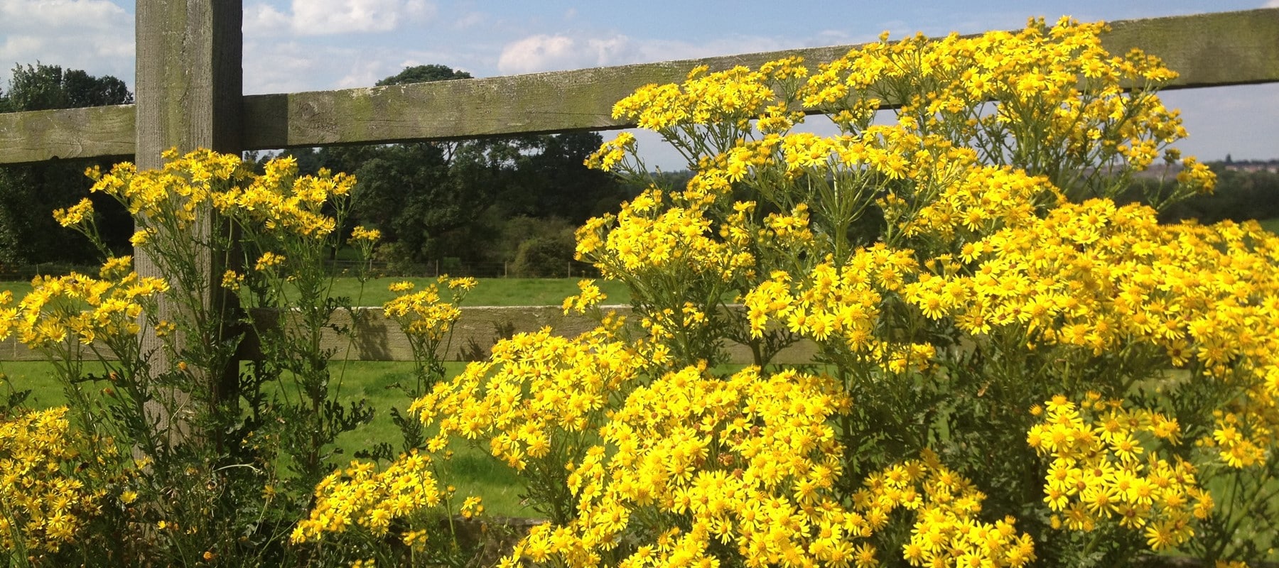 Ragwort Problems? How to Control & Kill This Poisonous Plant Ragwort Problems? How to Control & Kill This Poisonous Plant