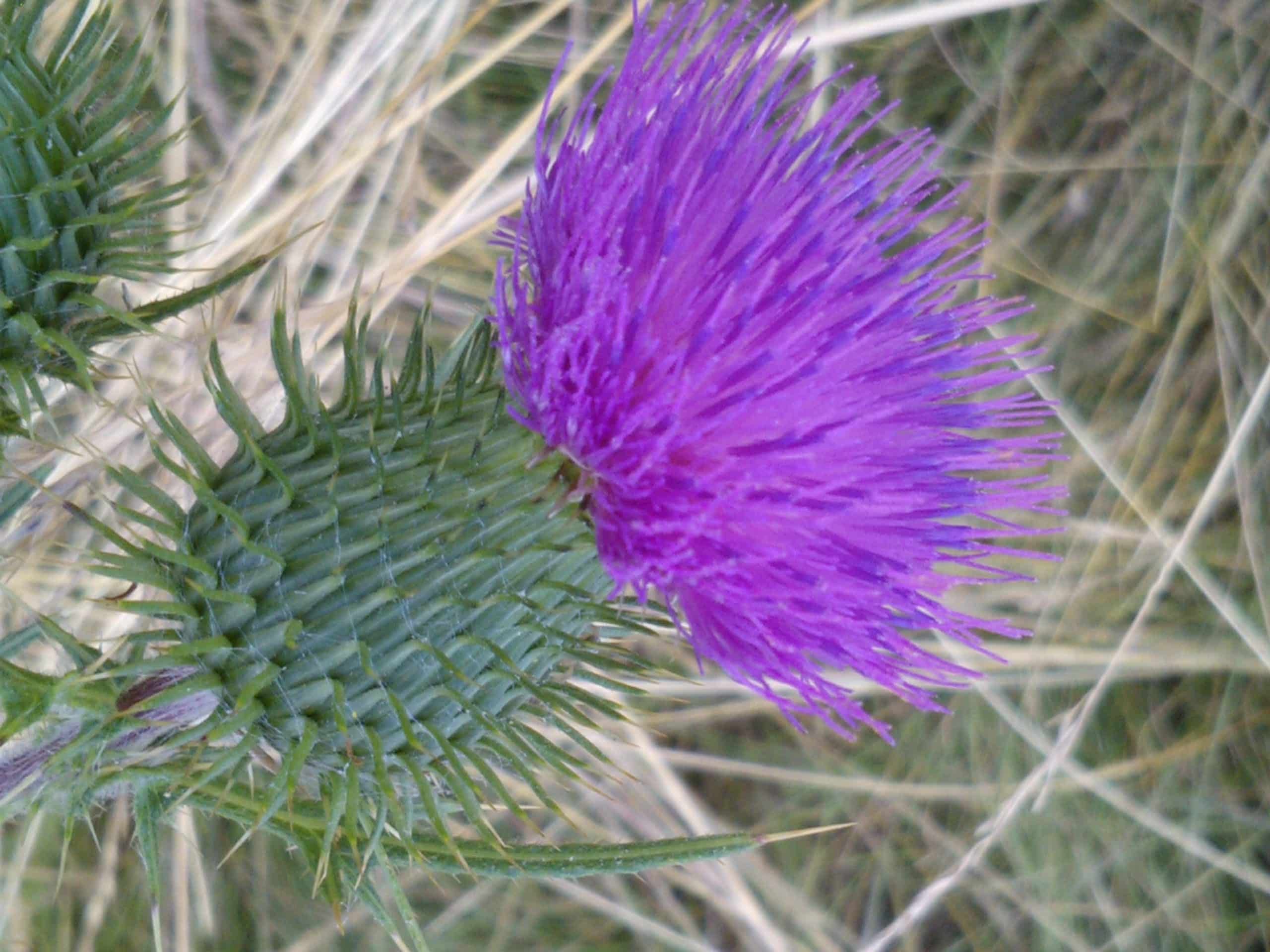 Killing Thistles & Their Roots (Easiest Ways to do it)