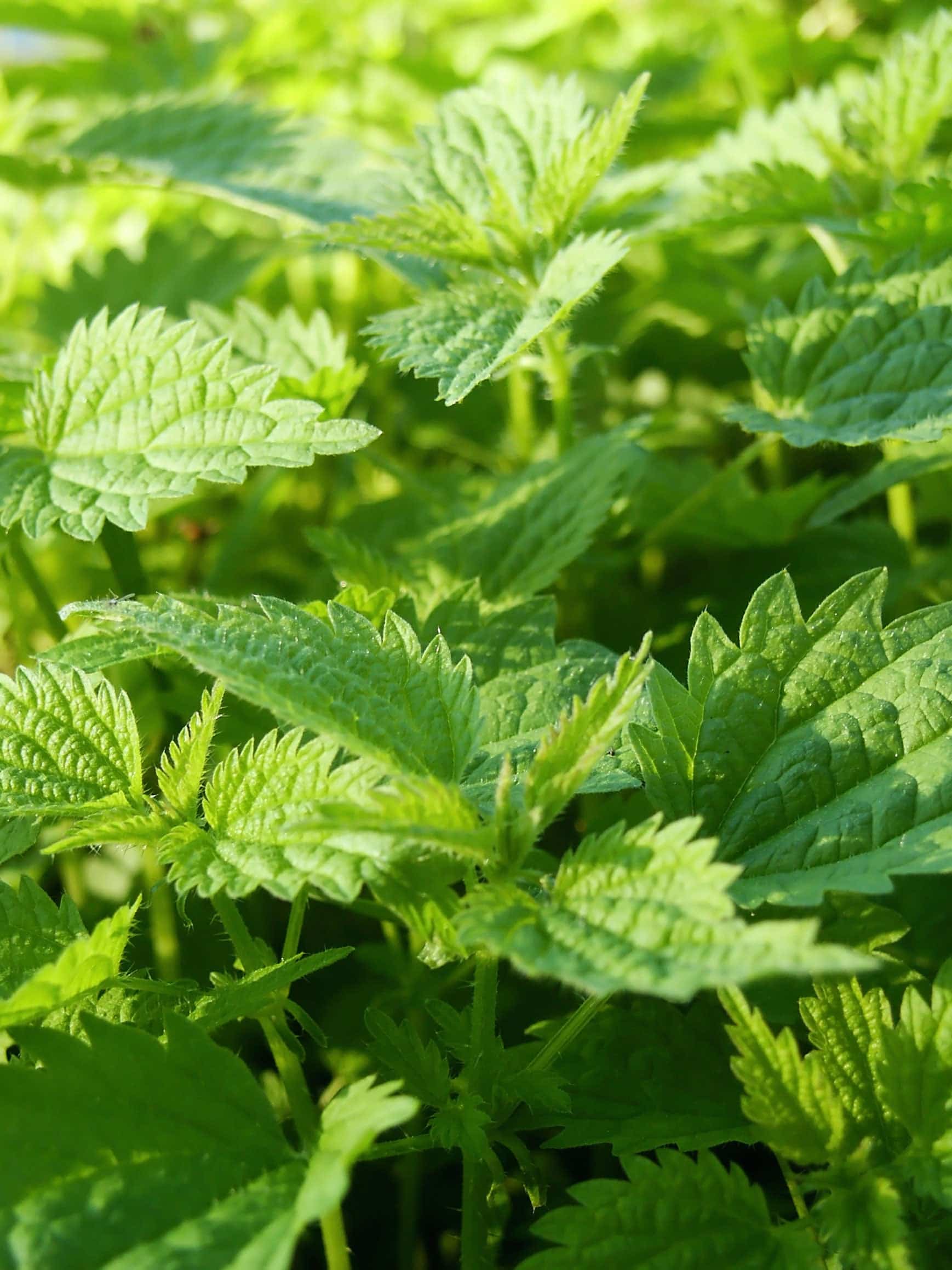 Nettle Killers: Get Rid of Stinging Plants (Forever) Naturally or?