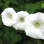 Killing Bindweed : Easy & Permanent Eradication Methods