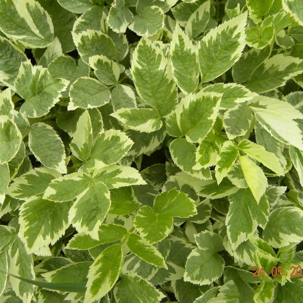 Killing Ground Elder : The Easy Way or the Hard Way? You Decide!