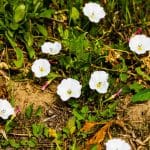 Killing Bindweed : Easy & Permanent Eradication Methods